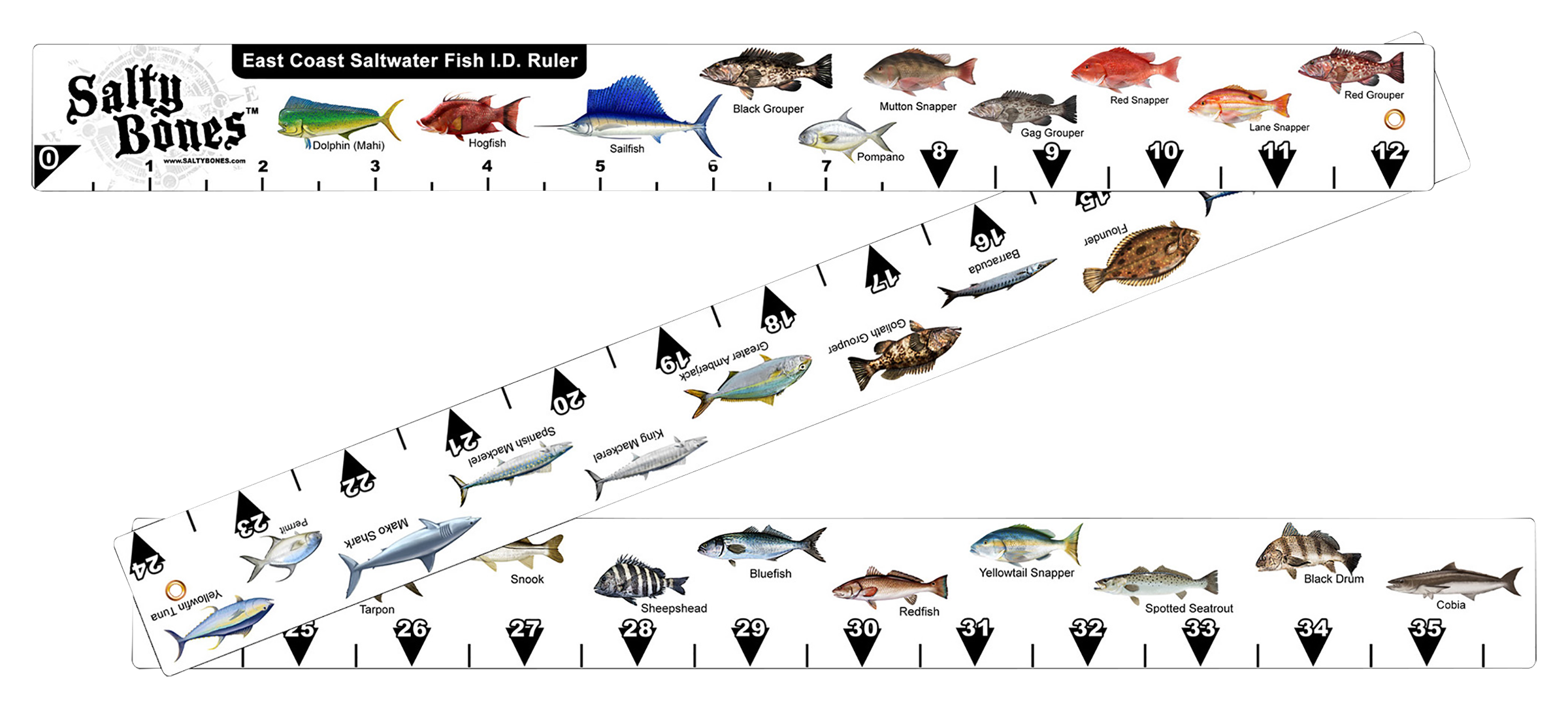 Salty Bones East Coast Saltwater Fishing ID Folding Ruler | Bass Pro Shops